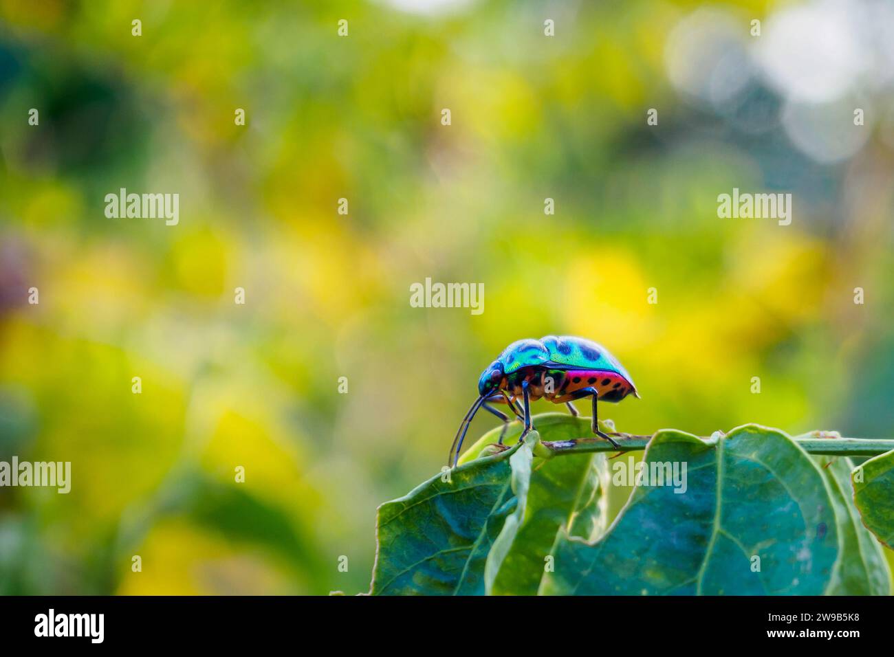 Jewel beetle wings hi-res stock photography and images - Alamy