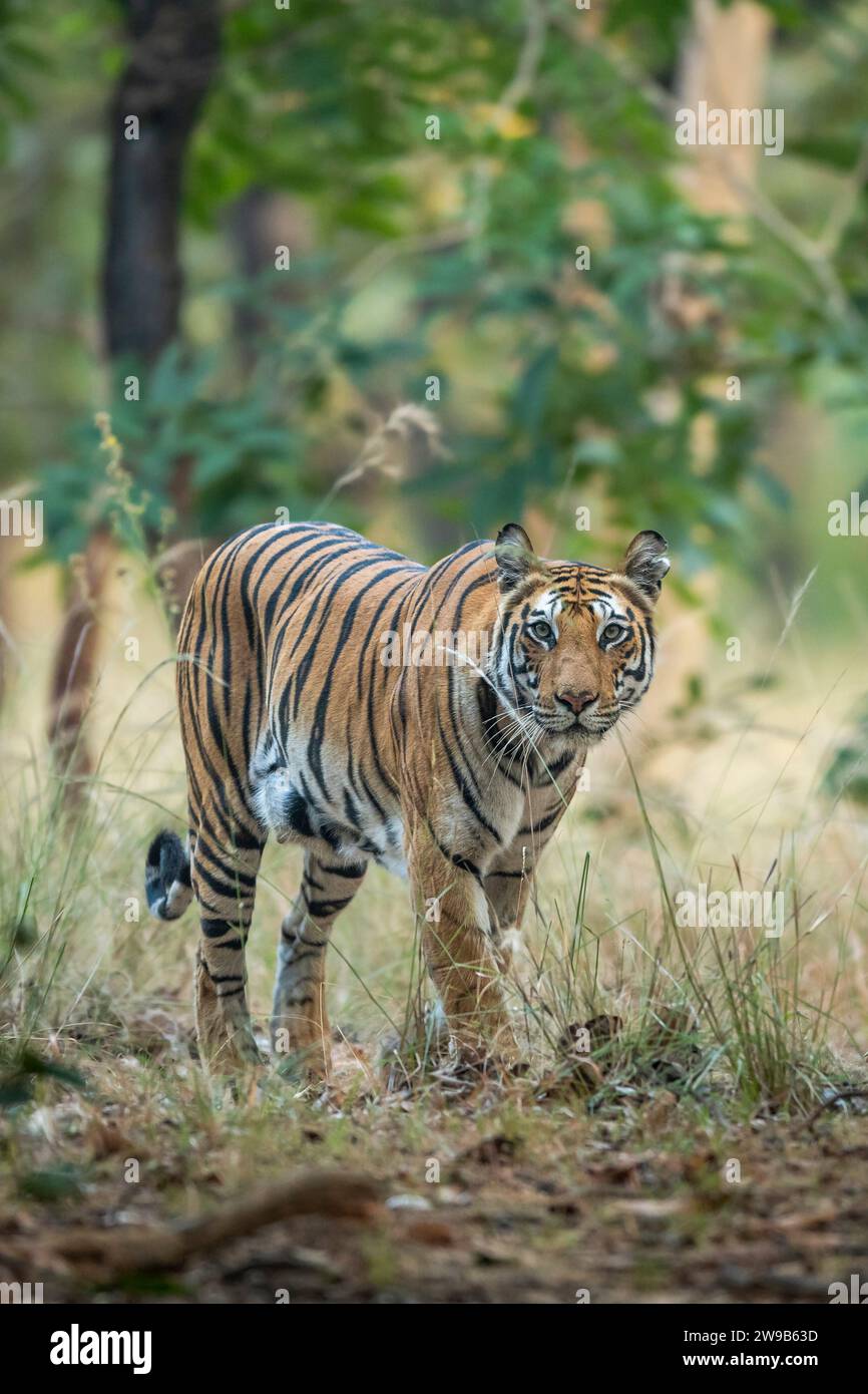 wild indian female bengal tiger or panthera tigris in natural scenic ...