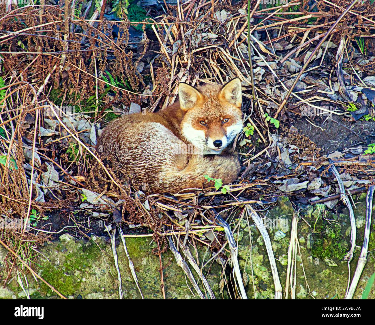 Fox news 2023 hi-res stock photography and images - Alamy