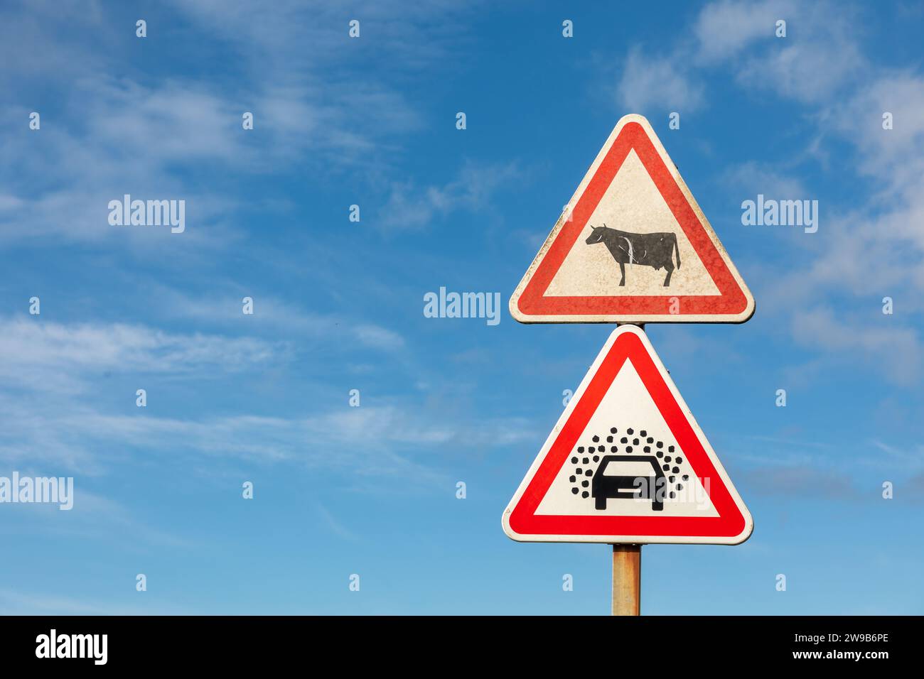 Road sign beware of cattle, Island of Pico, Azores Stock Photo - Alamy