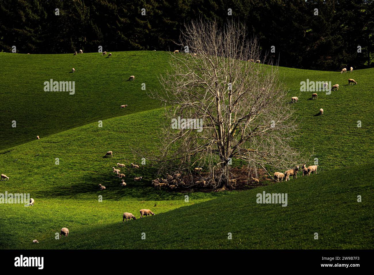A Serene Scene of Sheep Grazing on a Luscious Green Hillside, New ...