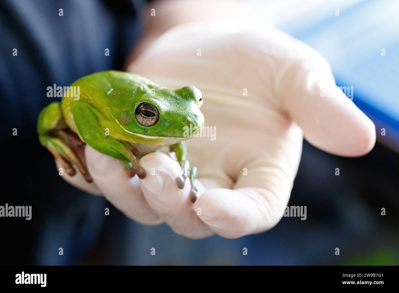 Deborah Pergolotti of Frogsafe Inc. holds a White-Lipped Tree Frog ...