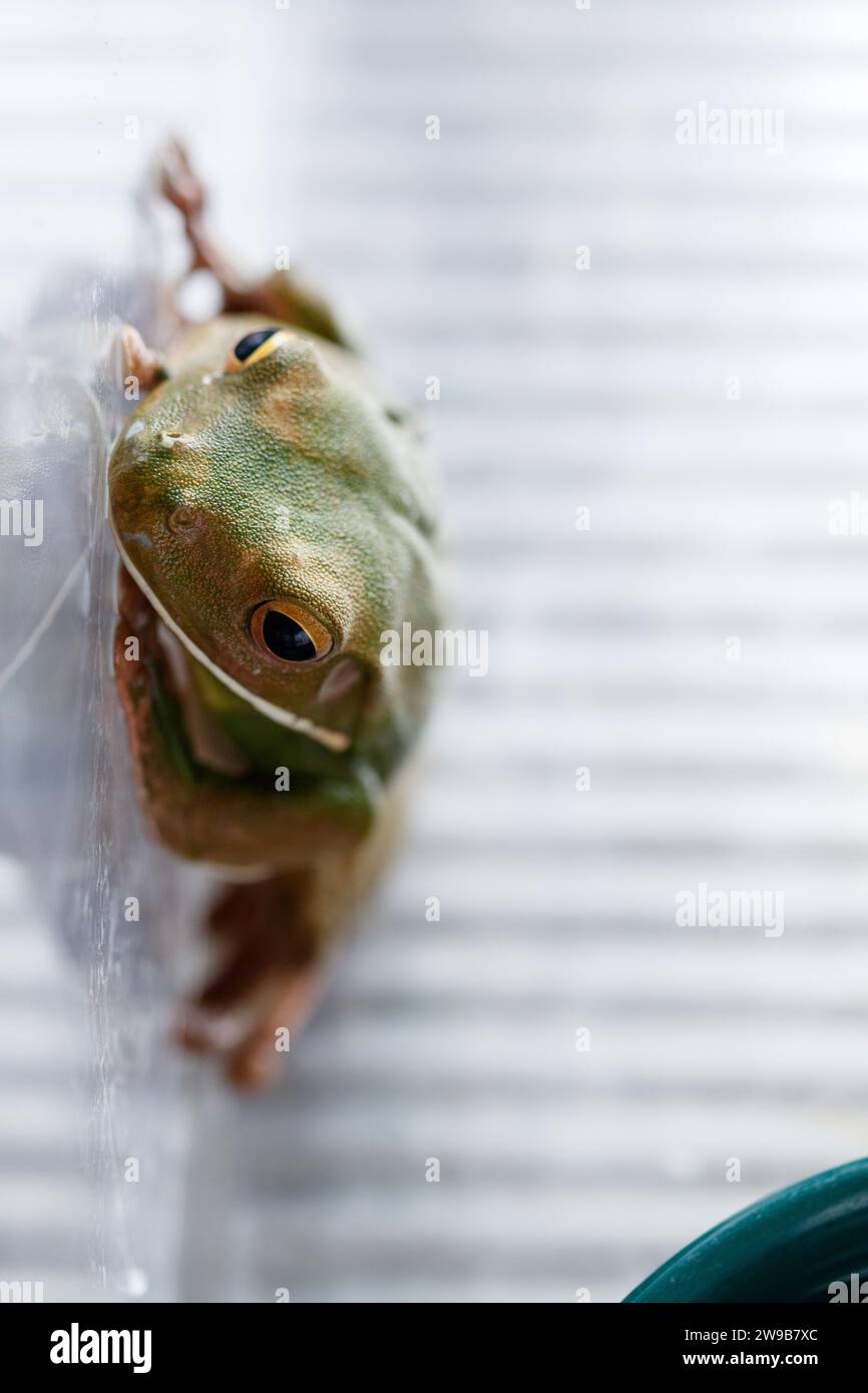 A White-Lipped Tree Frog (Litoria infrafrenata) in its holding ...