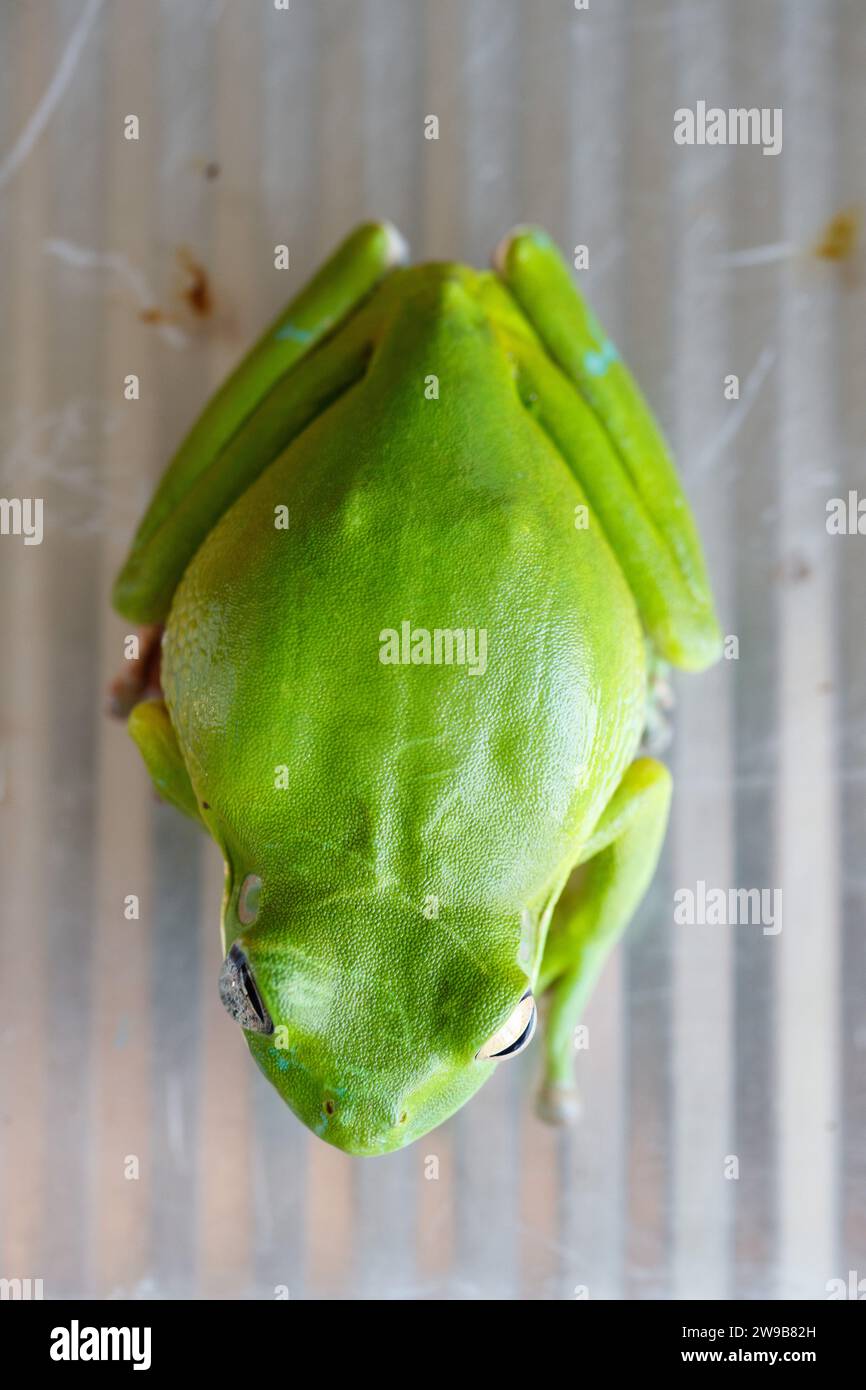 A White-Lipped Tree Frog (Litoria infrafrenata) in its holding ...
