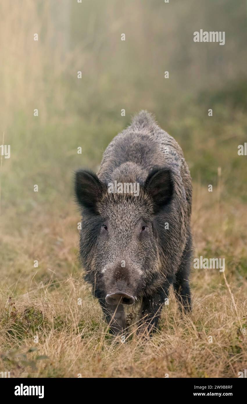 Attacking feral hog hi-res stock photography and images - Alamy