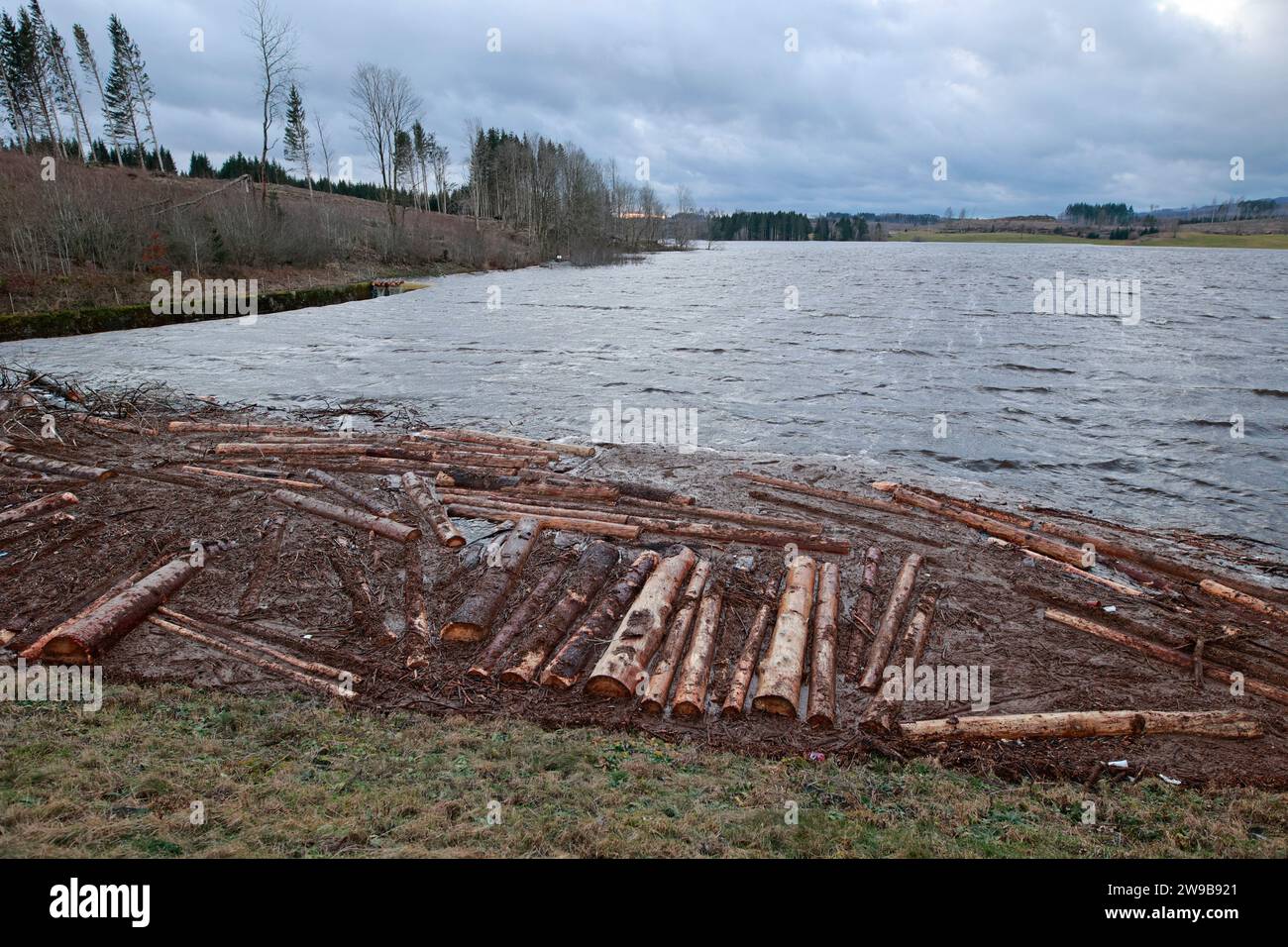 Mandelholz, Germany. 26th Dec, 2023. Driftwood floats in the flood ...