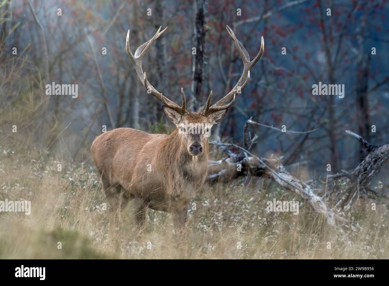 Wild Red deer stag approaching, walking in tall grass showing a ...