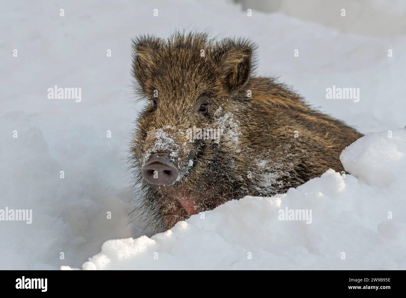 Facing deep snow hi-res stock photography and images - Alamy