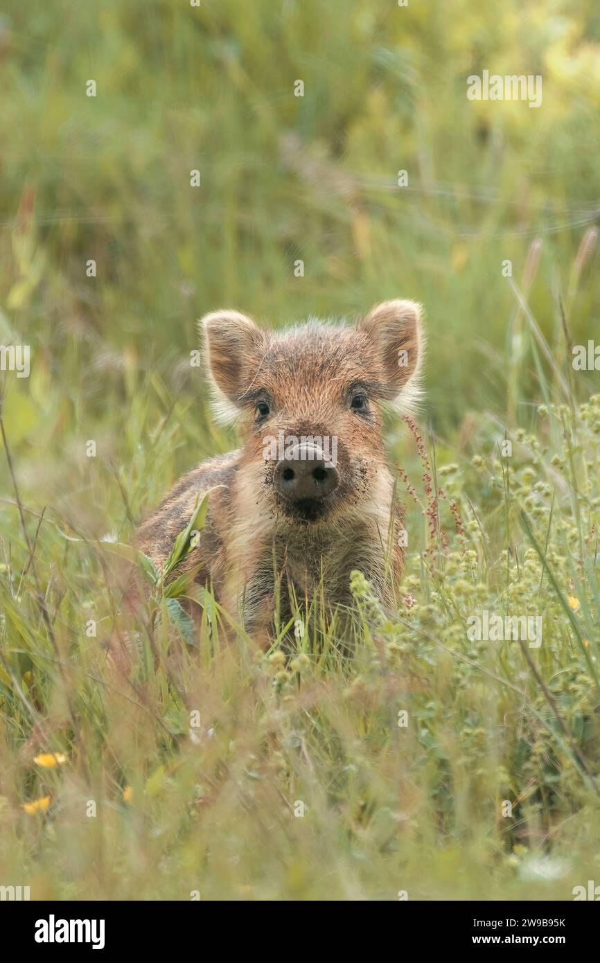 Lovely boar cub hi-res stock photography and images - Alamy