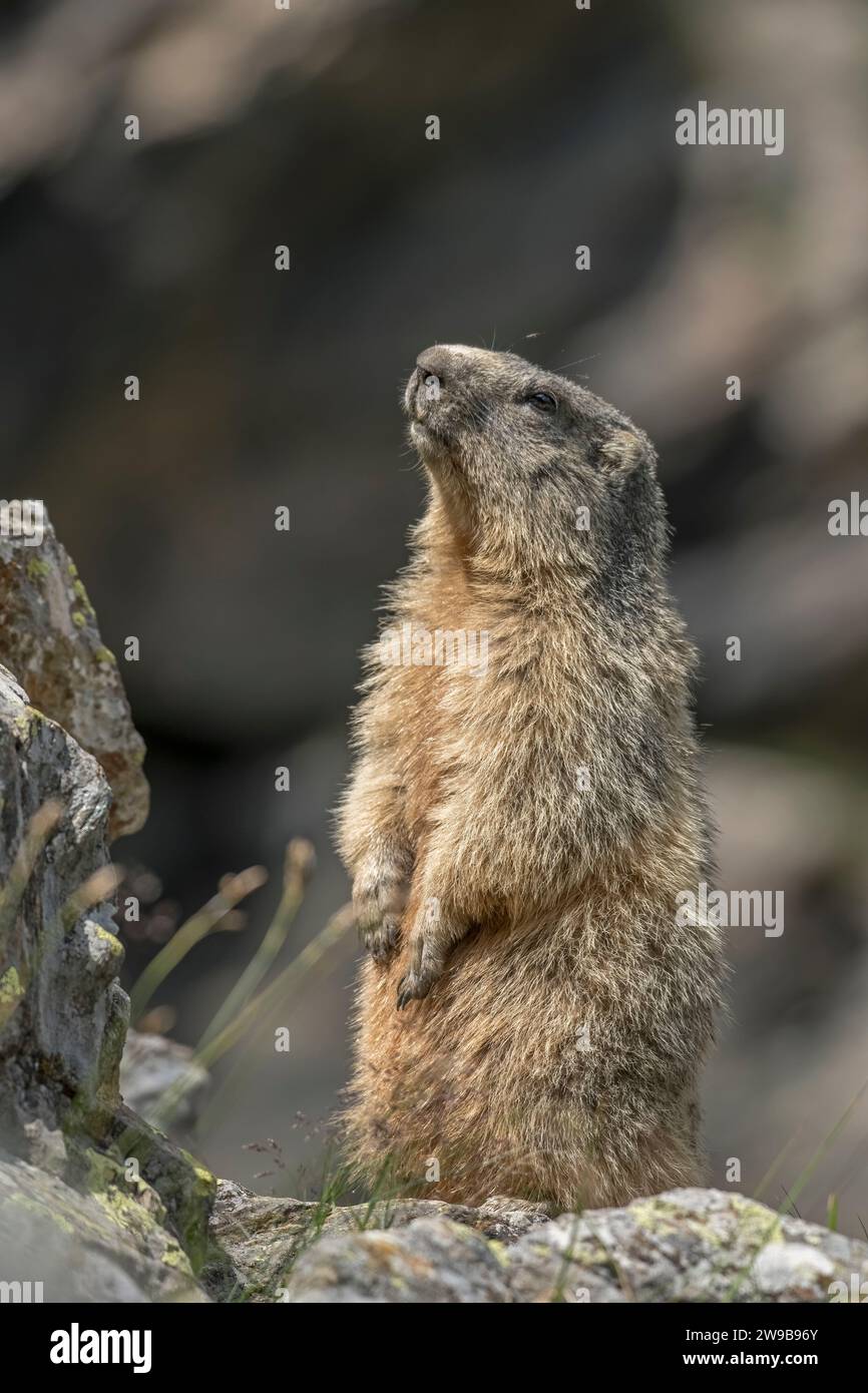 Curvy marmot hi-res stock photography and images - Alamy