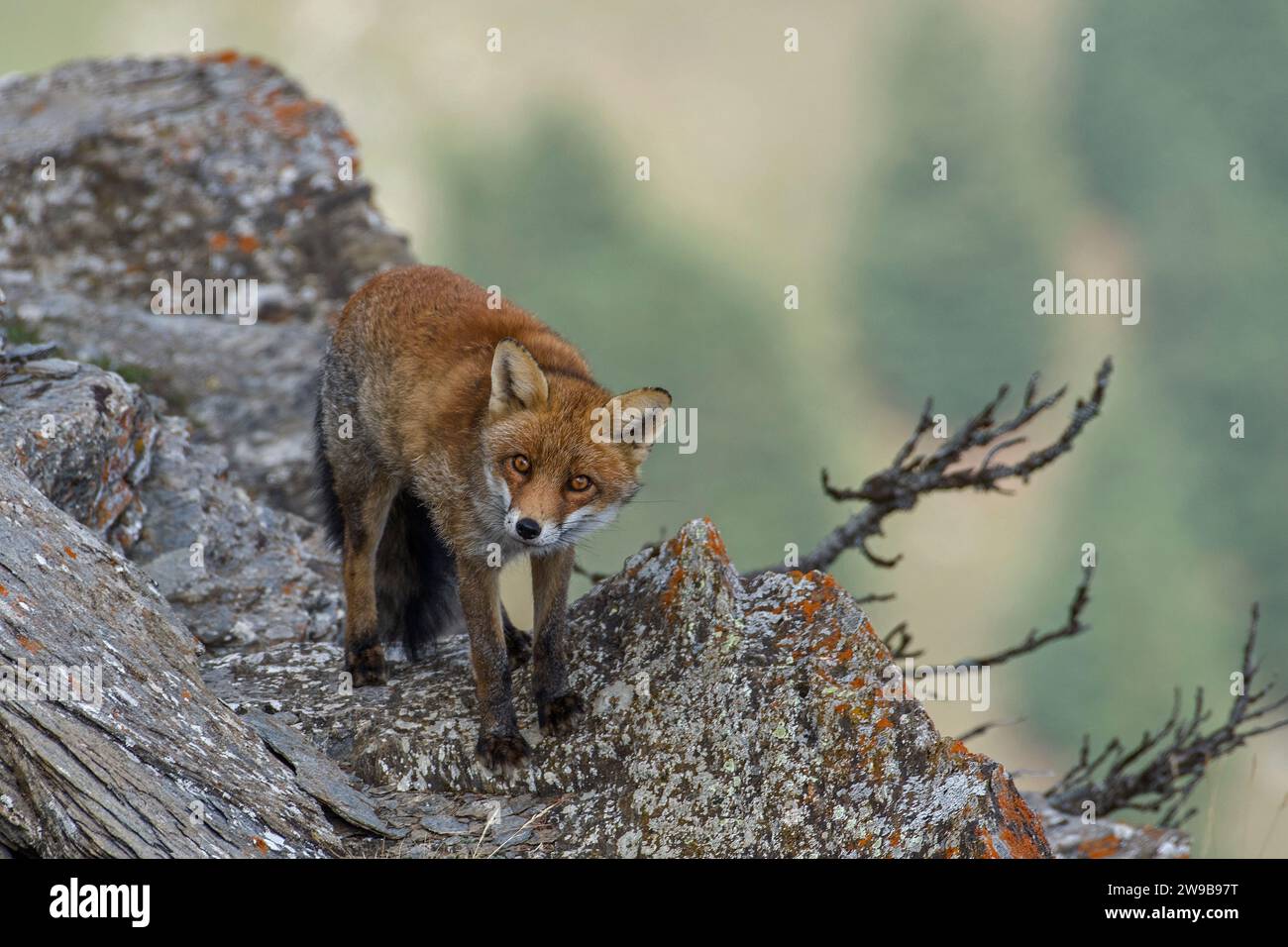 Alpine medow background hi-res stock photography and images - Alamy