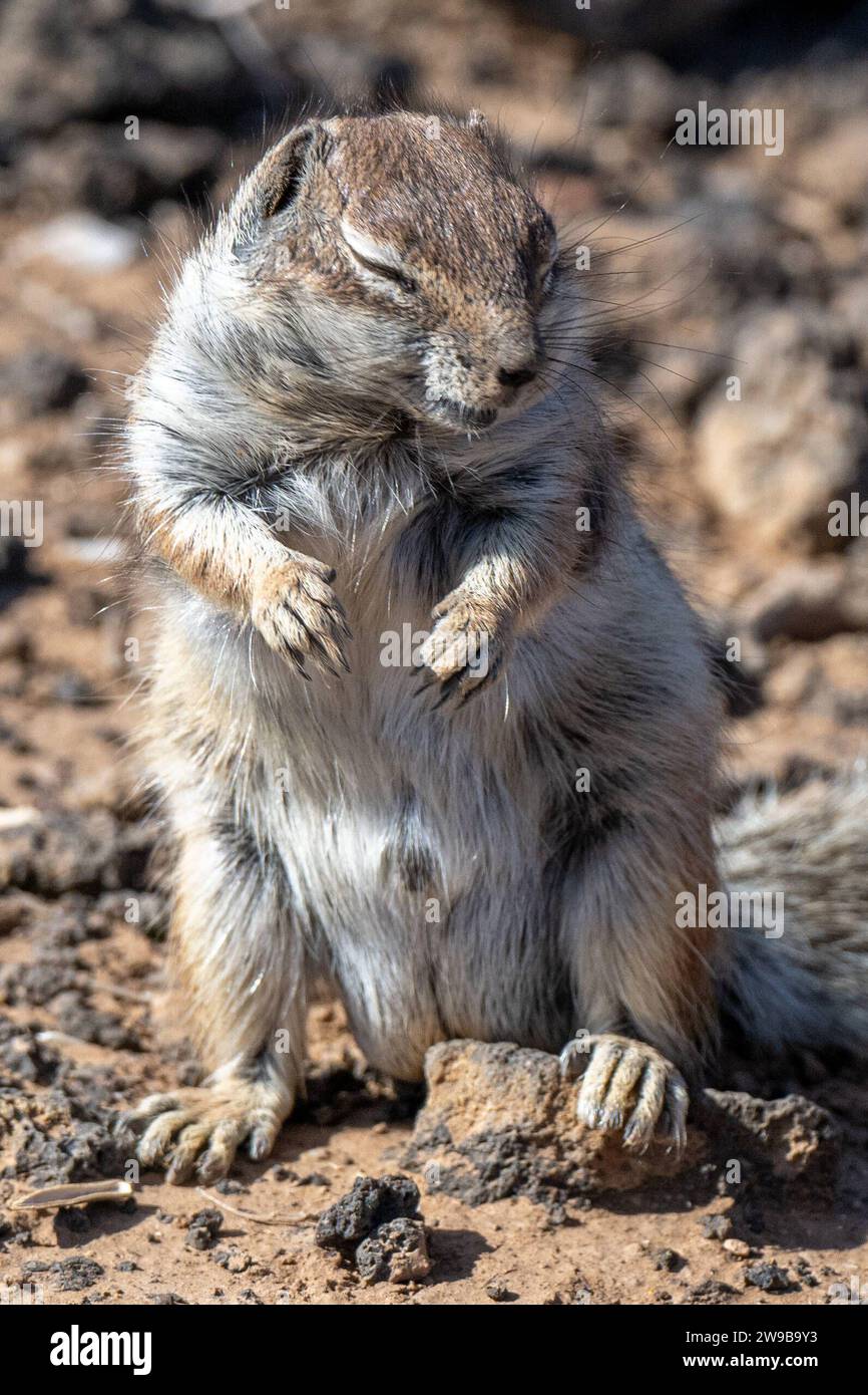 Atlashörnchen Auf dem Weg zum Calderon Hondo kann man viele ...
