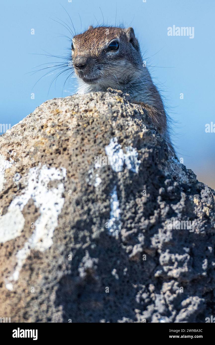 Atlashörnchen Auf dem Weg zum Calderon Hondo kann man viele ...