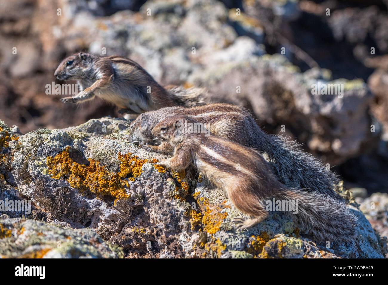 Atlashörnchen Auf dem Weg zum Calderon Hondo kann man viele ...