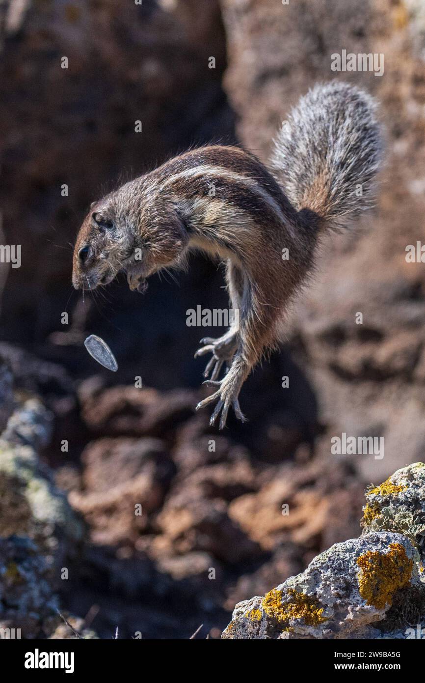 Ardilla atlas hi-res stock photography and images - Alamy