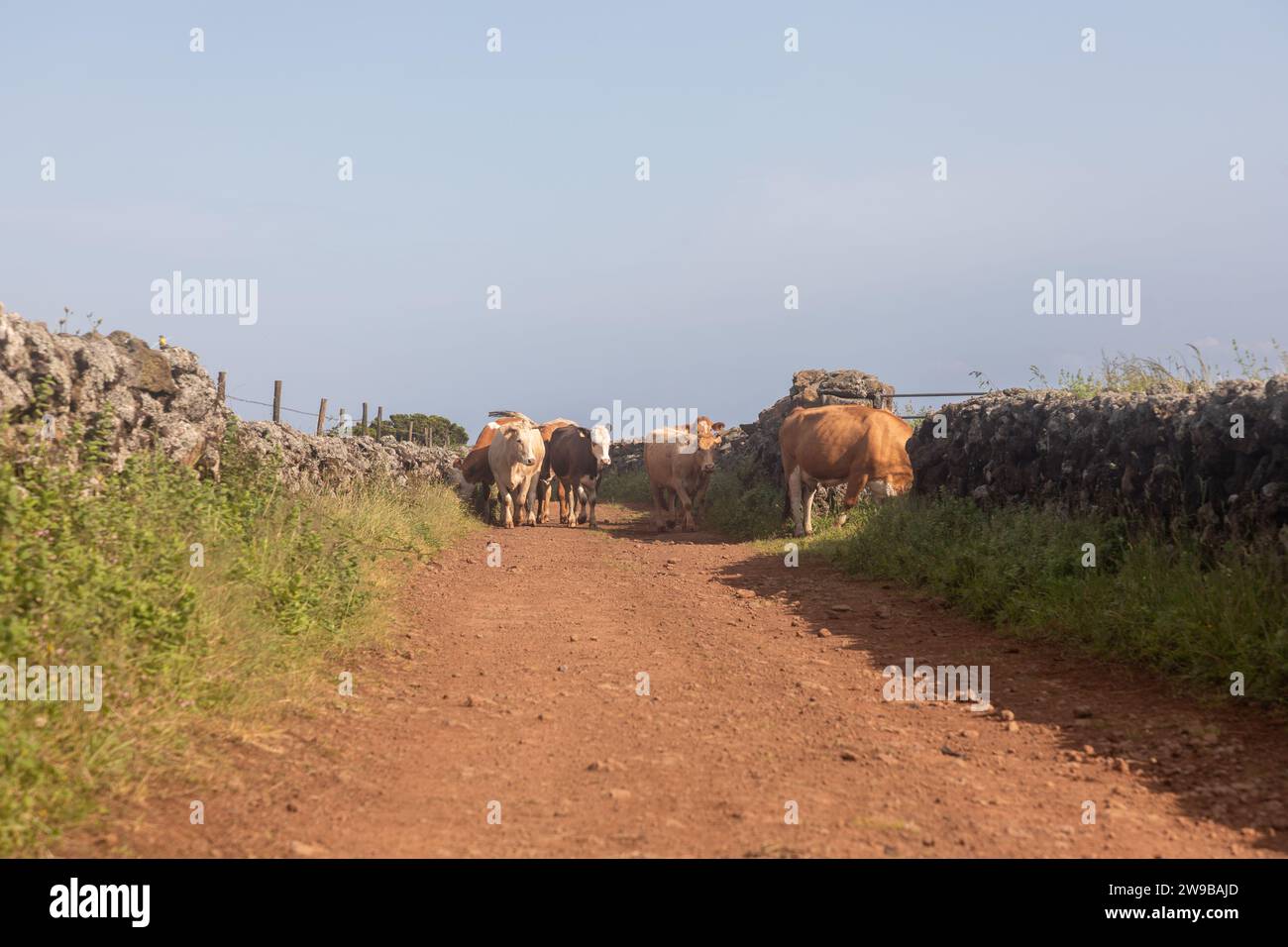 A herd of cows on the hiking path on Sao Jorge Island, Azores Stock ...