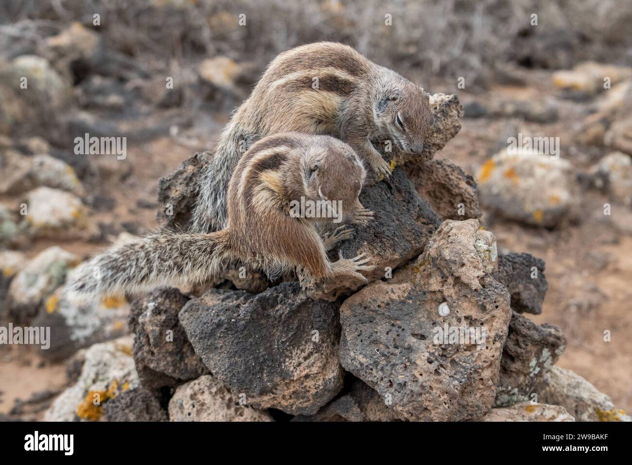 Moruna squirrel hi-res stock photography and images - Alamy
