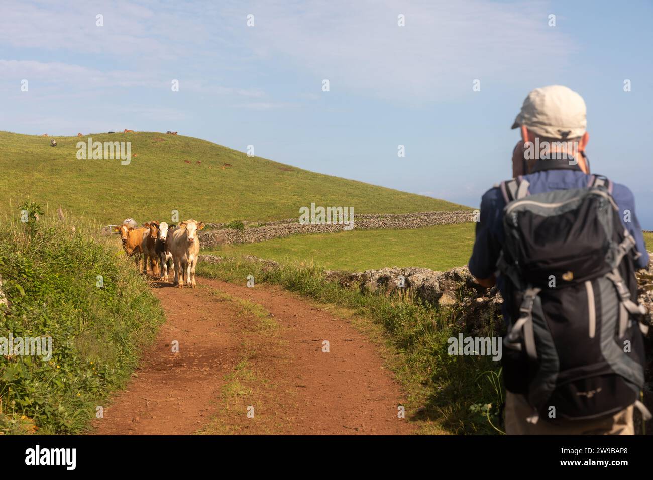 A herd of cows on the hiking path on Sao Jorge Island, Azores Stock ...