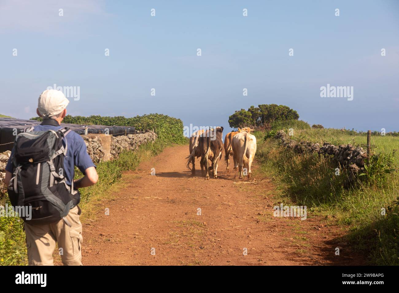 A herd of cows on the hiking path on Sao Jorge Island, Azores Stock ...