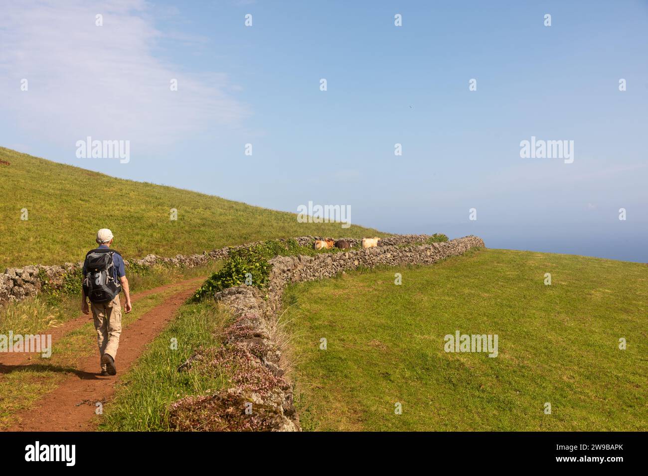 A herd of cows on the hiking path on Sao Jorge Island, Azores Stock ...