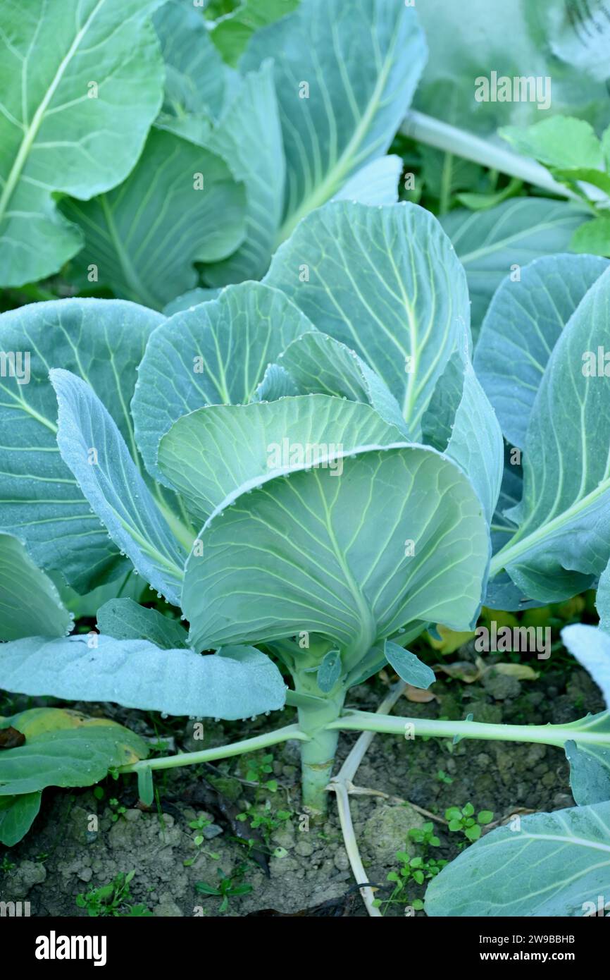closeup the young ripe green cabbage plant growing in the farm soft ...