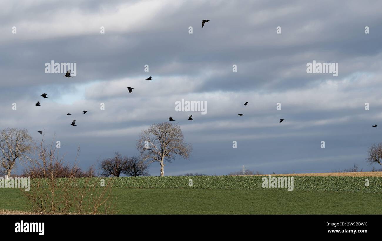 Crows pasture hi-res stock photography and images - Alamy