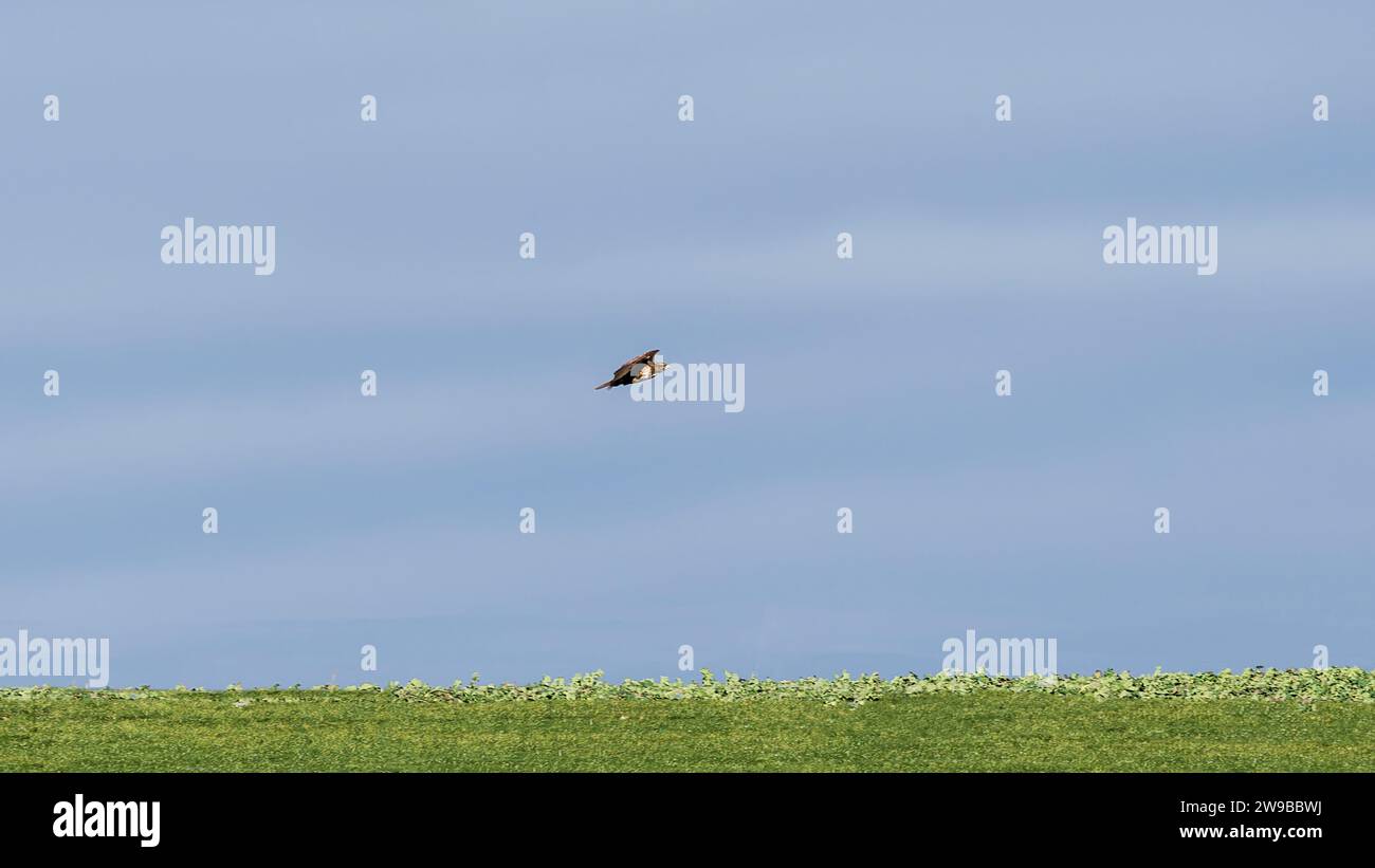 A bird of prey flies over the field Stock Photo - Alamy