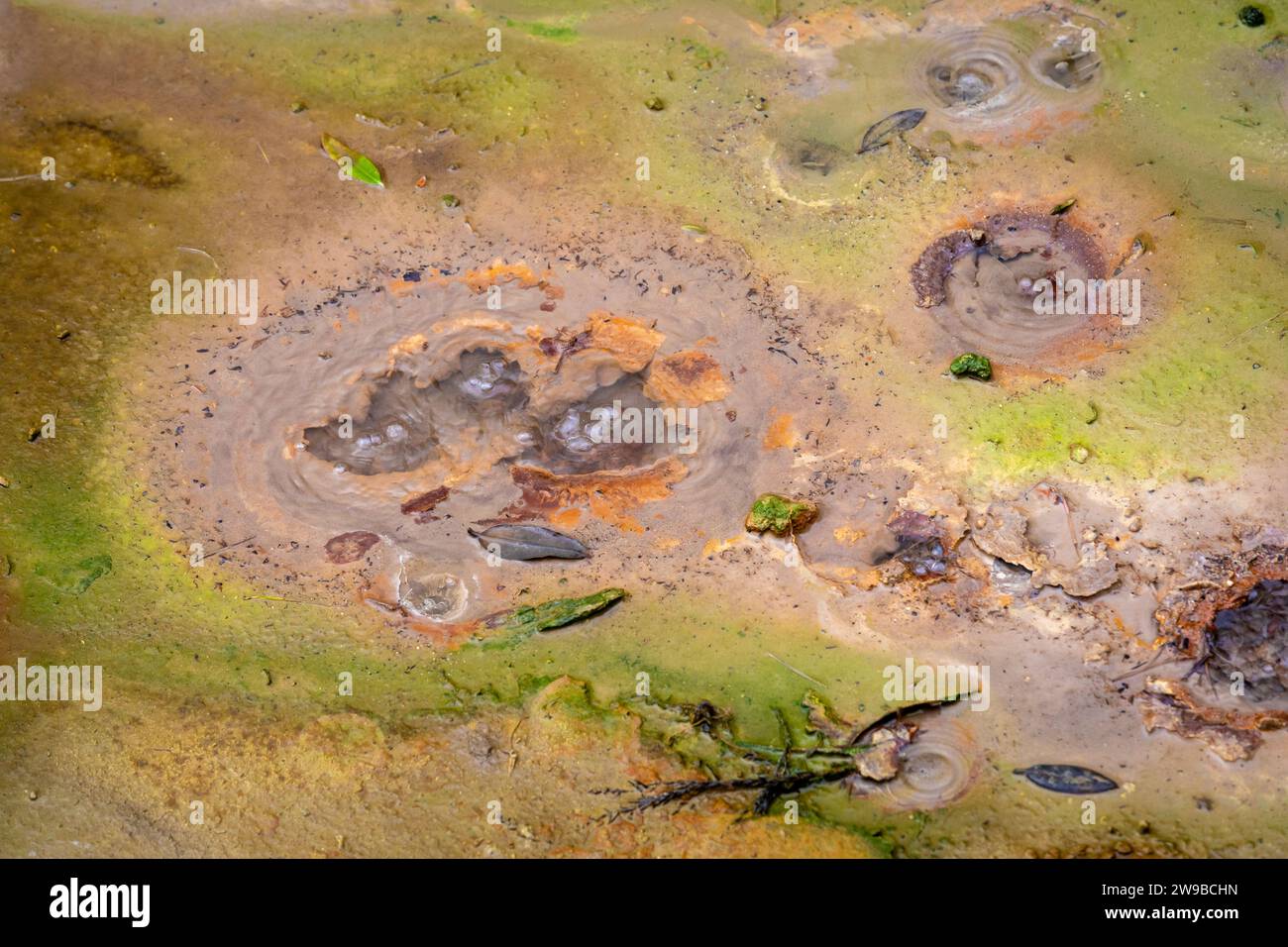 Caldeiras das Furnas, hot springs, Sao Miguel, Azores Stock Photo - Alamy