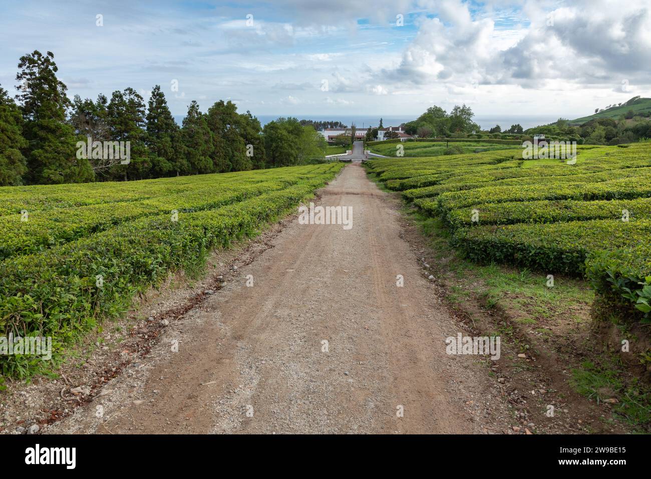 Cha Gorreana tea plantation, Sao Miguel, Azores Islands Stock Photo - Alamy