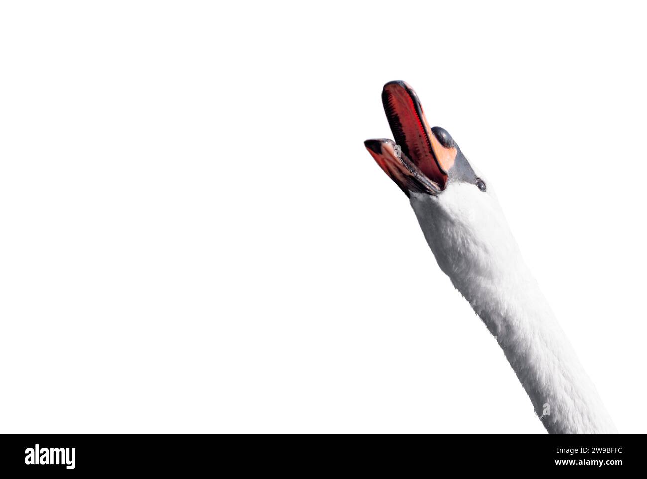 Portrait of a swan who screams on a white background. Hot News Concept ...