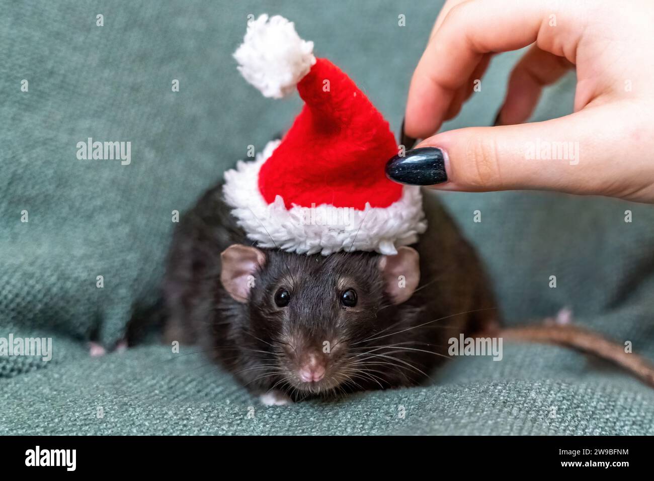 Rat Santa hat. Symbol of the Chinese New Year. Funny black rat Dumbo in ...