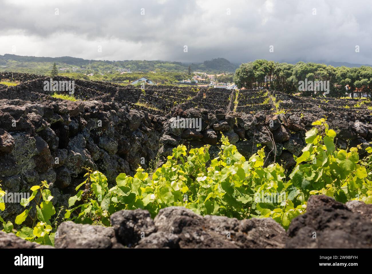 Traditional vineyard near Biscoitos on the island of Terceira, Azores ...