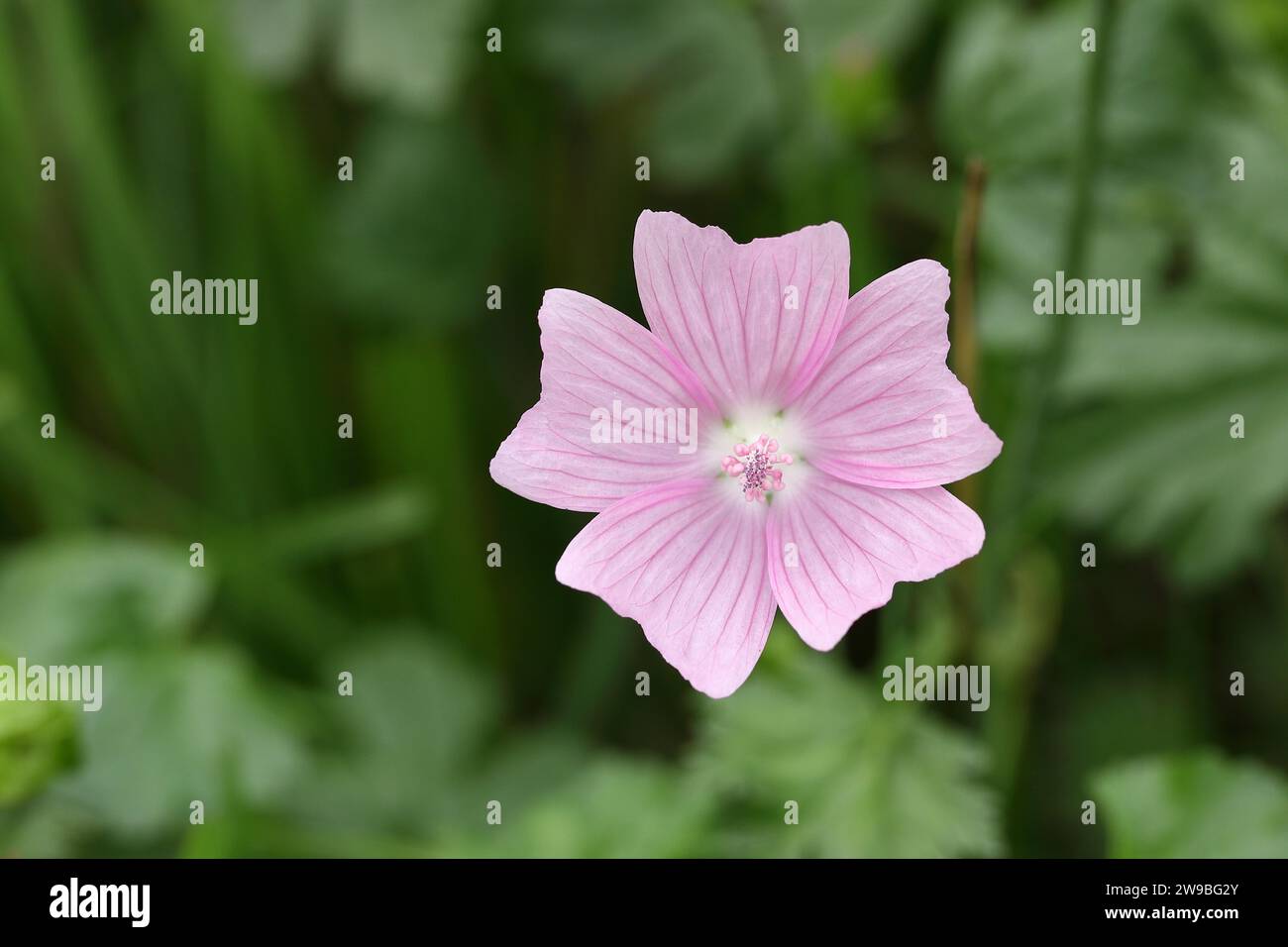 Mallow, musk mallow (Malva moschata), flower in a meadow, medicinal ...