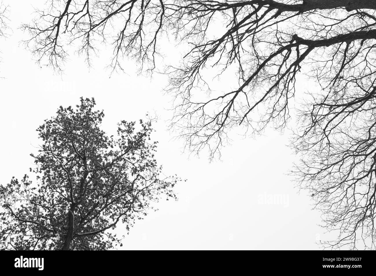 Branched branches of an old and a young English oak (Quercus robur ...