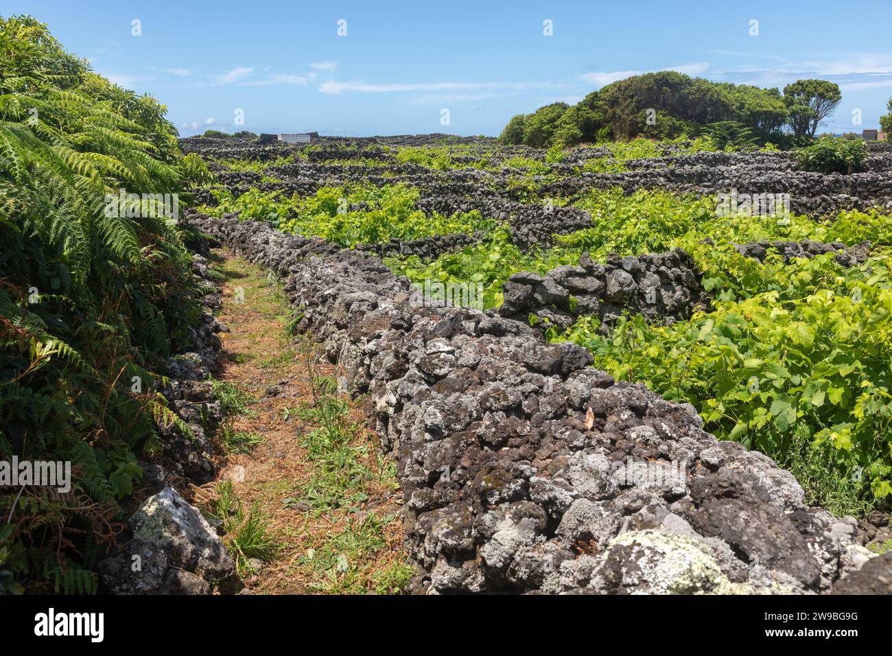 Traditional vineyard near Biscoitos on the island of Terceira, Azores ...