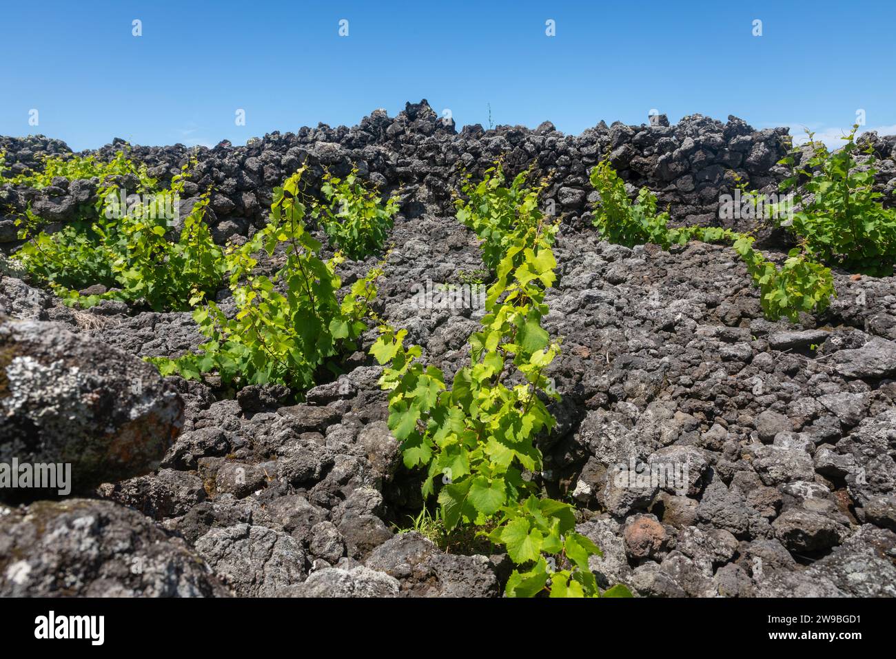 Traditional vineyard near Biscoitos on the island of Terceira, Azores ...