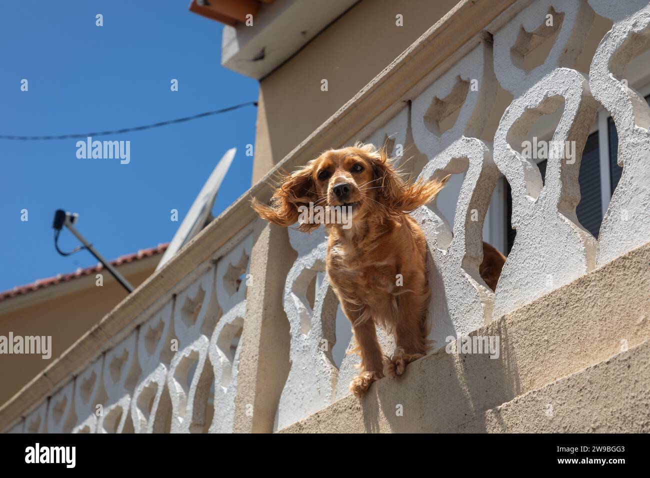 Dog sticking his head through holes in the balcony fence, Terceira ...