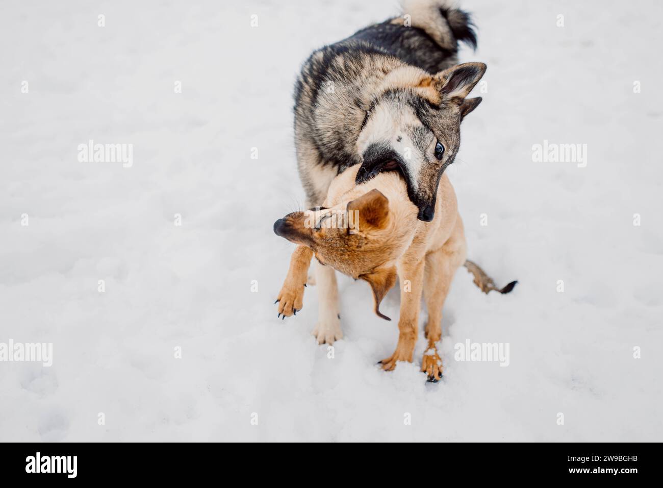 Homeless animals hi-res stock photography and images - Alamy