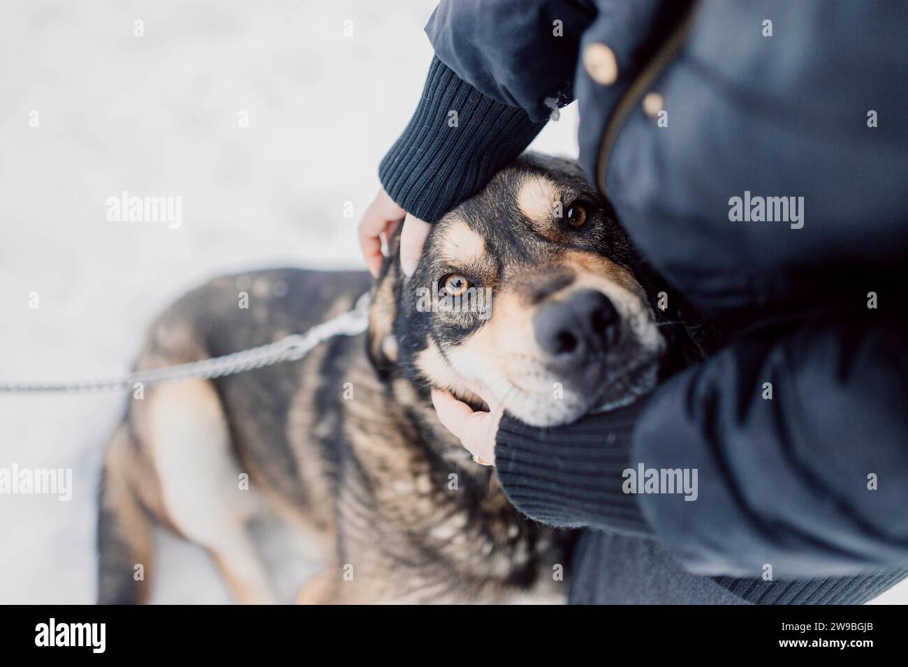 Homeless cute dog looks with sad and kind eyes at a person in a shelter ...