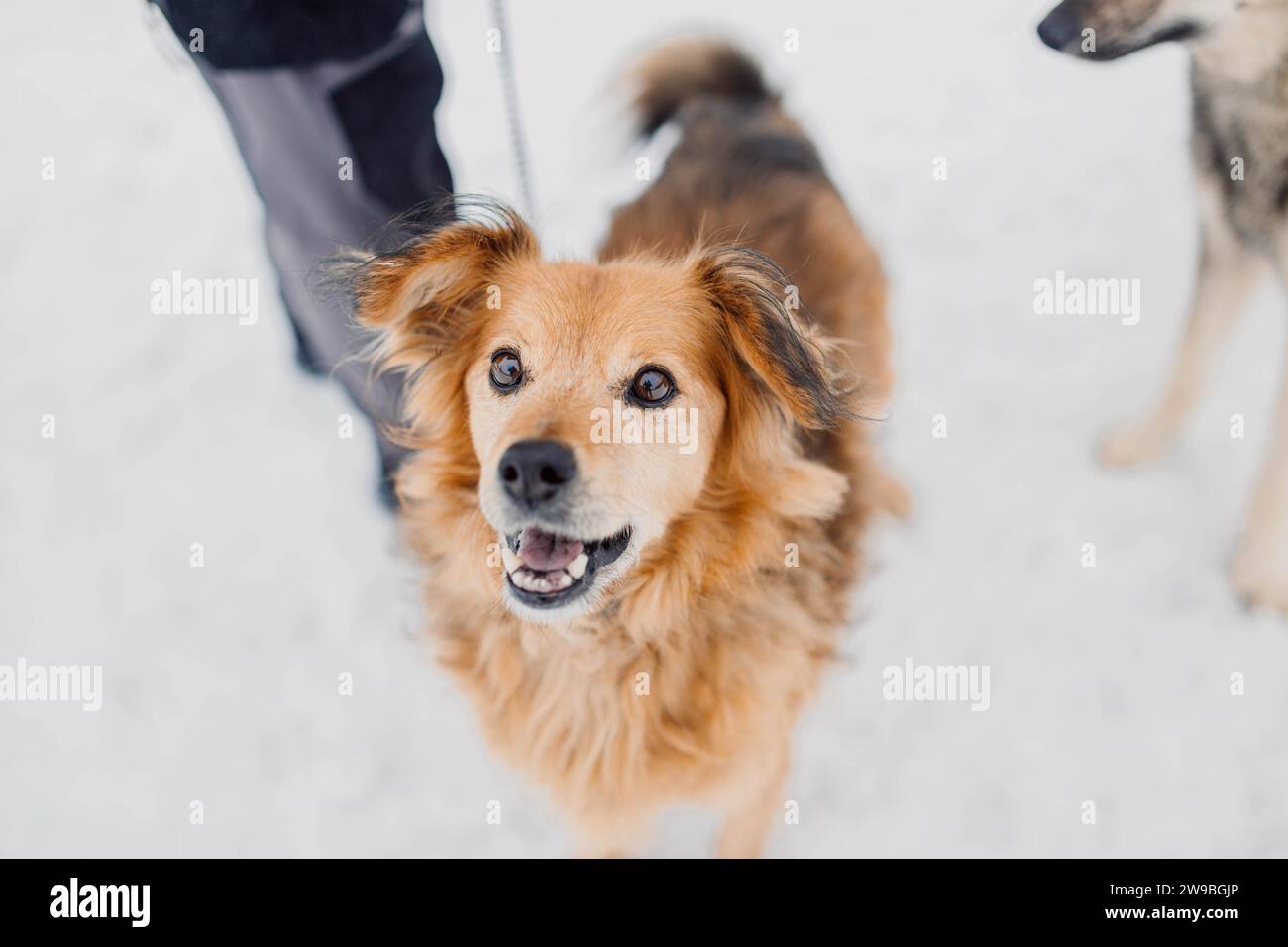 Homeless cute dog looks with sad and kind eyes at a person in a shelter ...