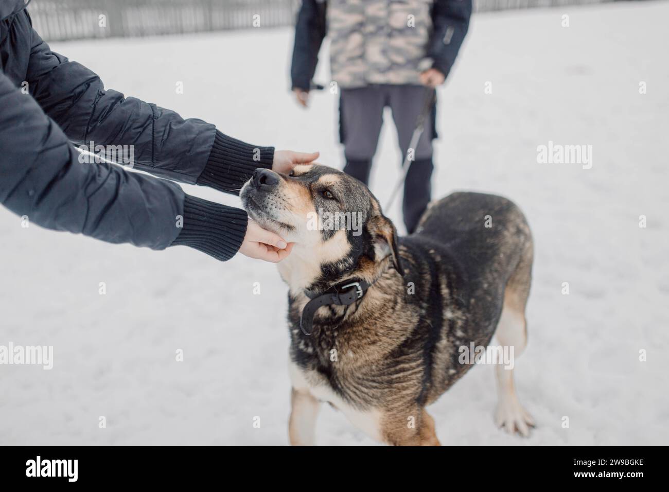 Homeless cute dog looks with sad and kind eyes at a person in a shelter ...