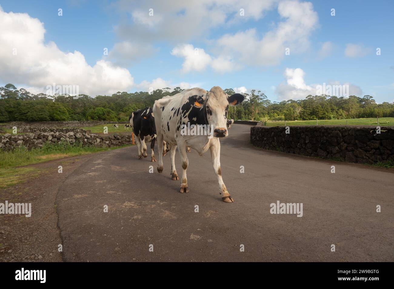 Azorean road hi-res stock photography and images - Alamy