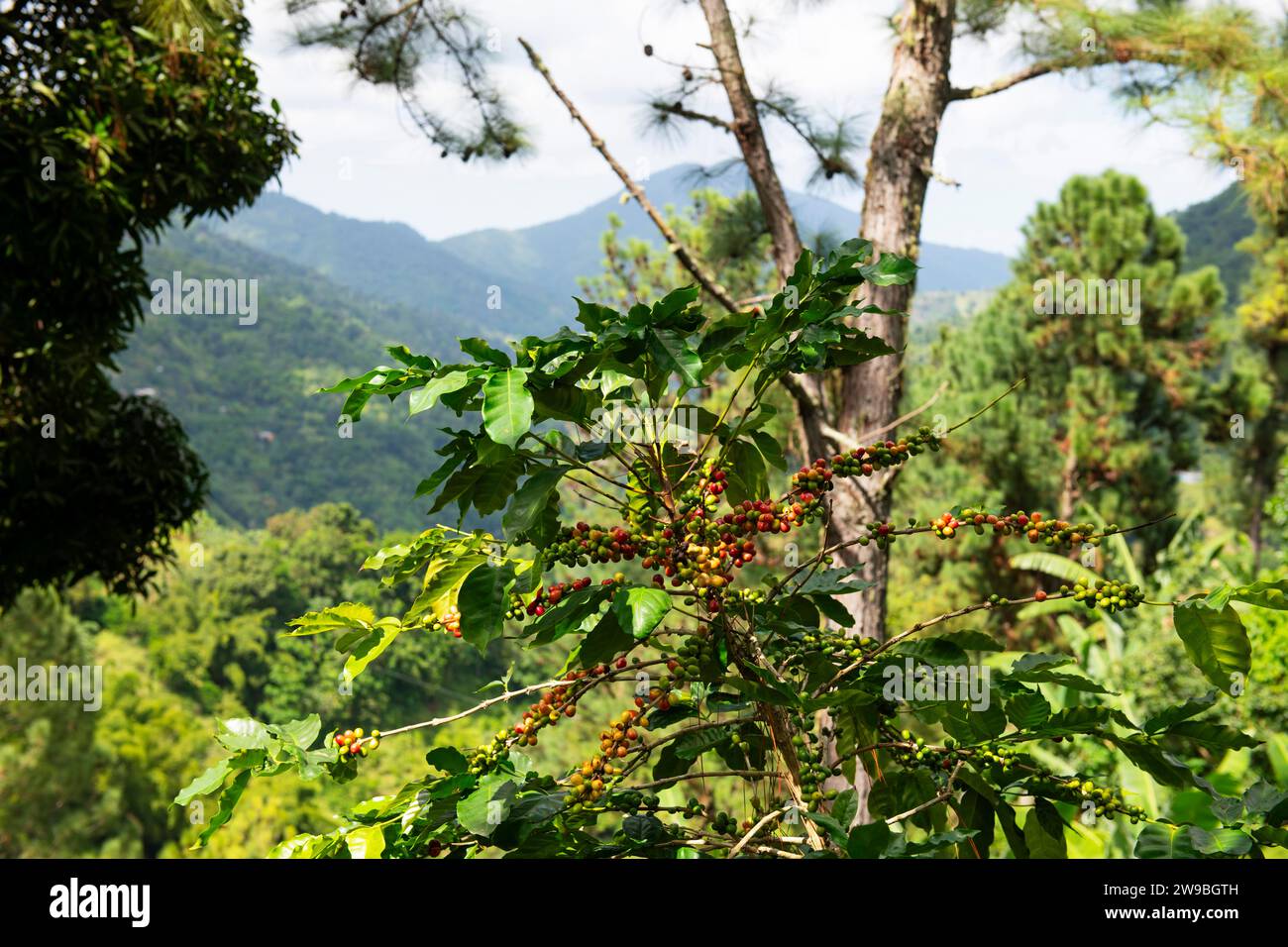 Coffee bushes in the Blue Mountains, Jamaica, Central America Stock ...