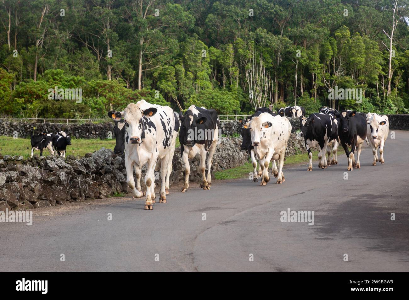 Azorean road hi-res stock photography and images - Alamy