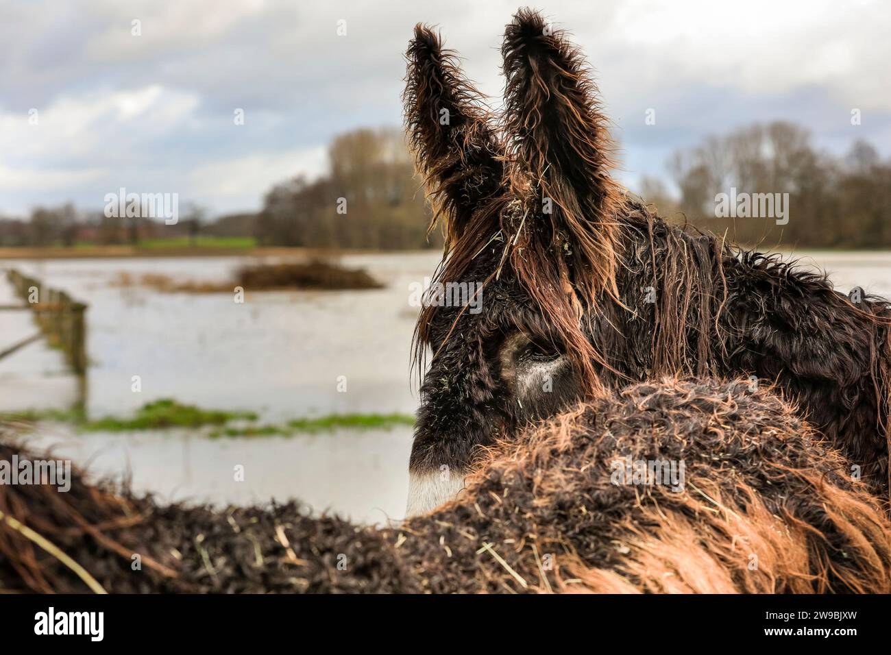 Olfen, NRW, Germany, 26th Dec 2023. The females (jennies) look ...