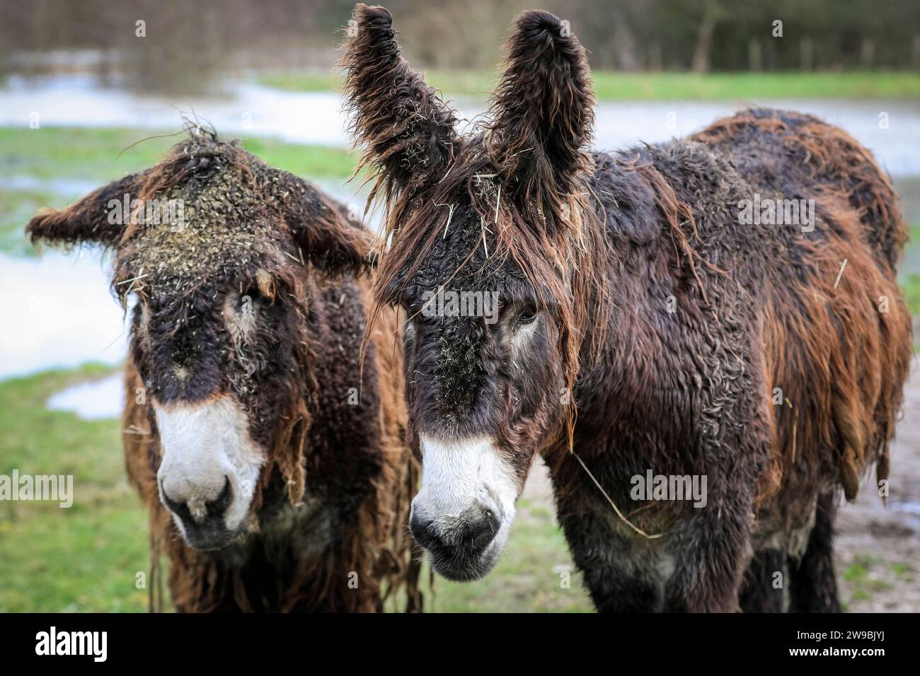 Olfen, NRW, Germany, 26th Dec 2023. The females (jennies) look ...
