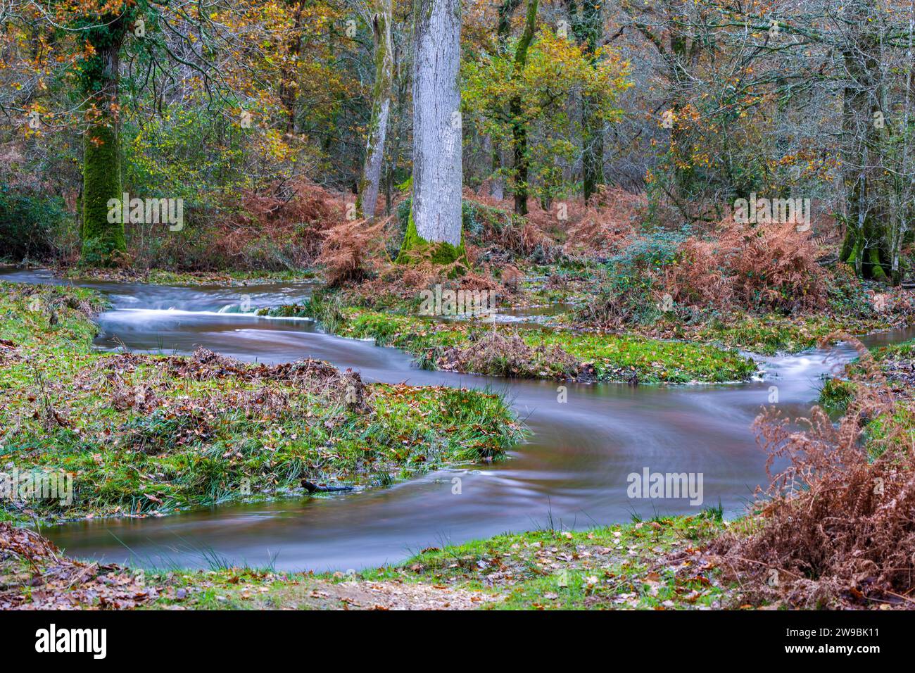 Blackwater Stream in The New Forest after heavy rain, Brockenhurst ...