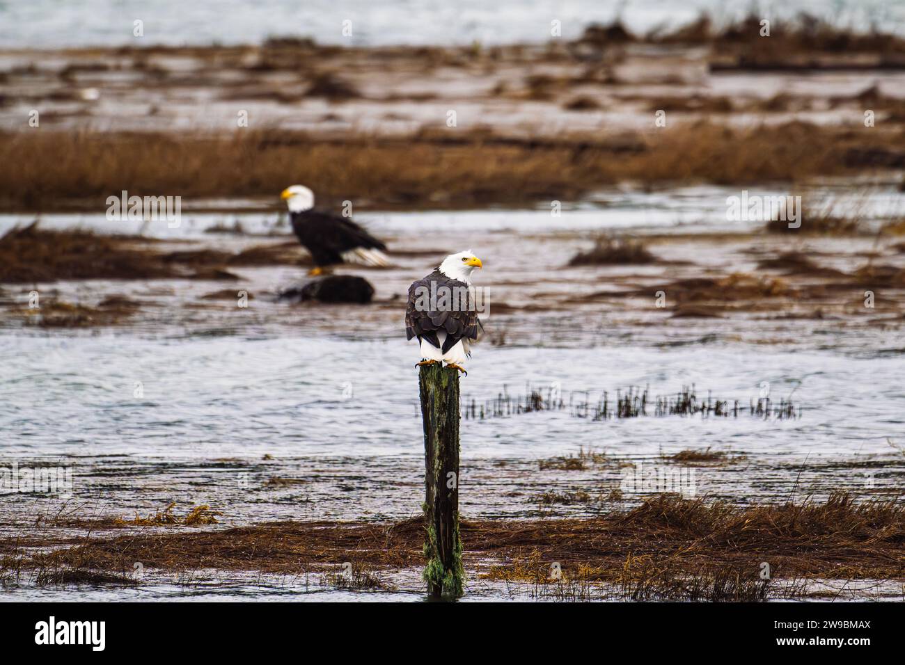 Two soaring bald eagles hi-res stock photography and images - Alamy