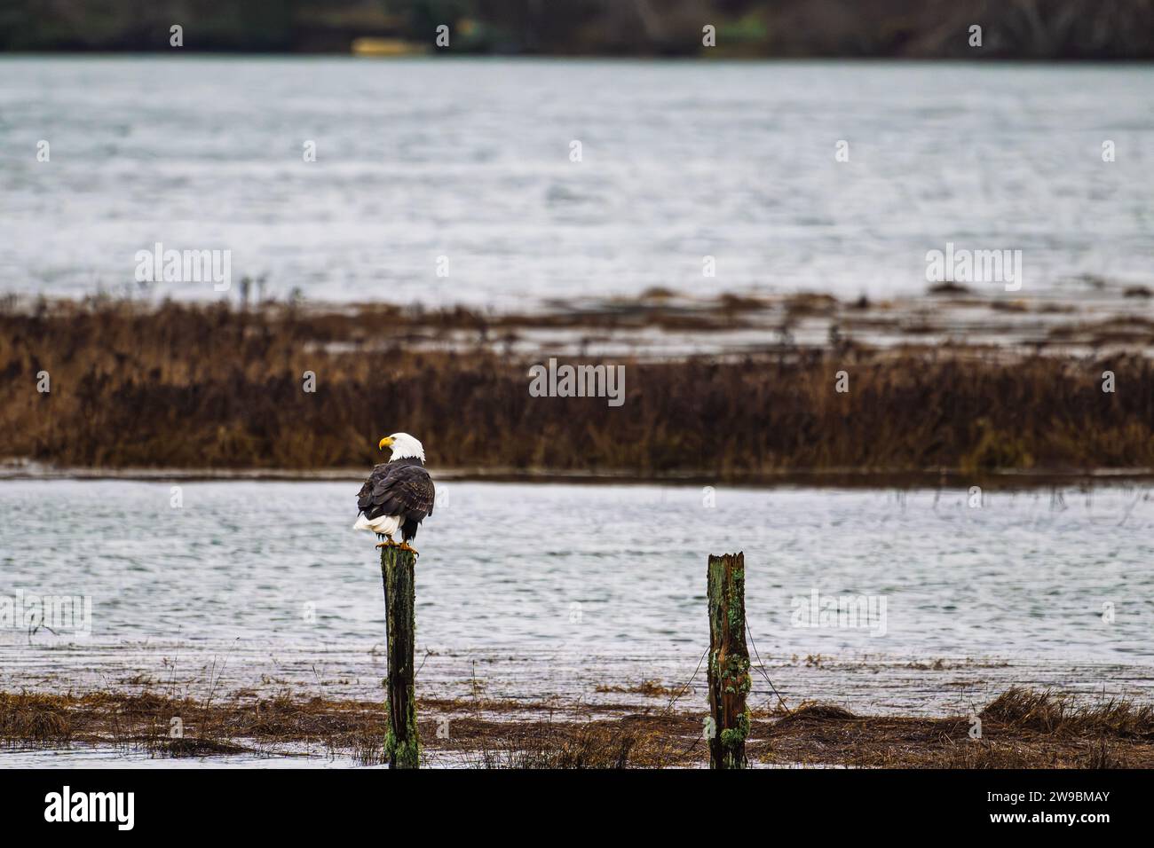 A beautiful bird perched atop a post situated near a tranquil body of ...