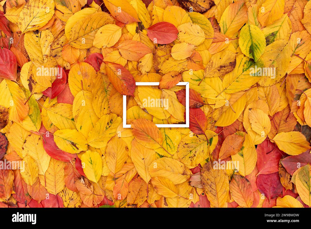 Horizontal white hollow frame partially covered with leaves from above ...